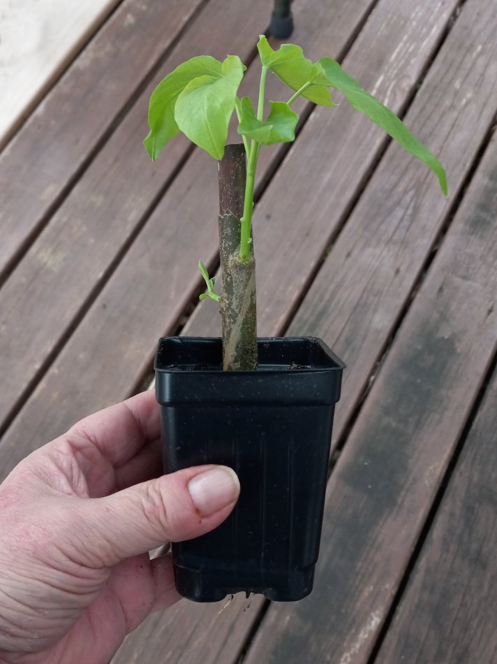 Rare Pink Morning Glory Bush or Tree (not vine) Ipomoea carnea ...