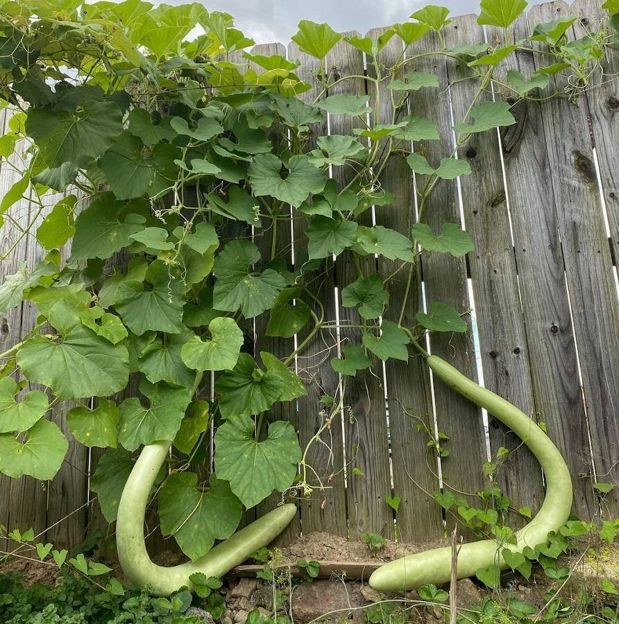 Rare Serpentine Snake Gourd Squash Italian Cucuzzi Caravazzi - 10 Seeds
