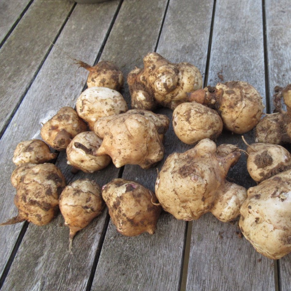 Organic Sunchokes Jerusalem Artichokes Helianthus tuberosus - 5 Bulbs ...