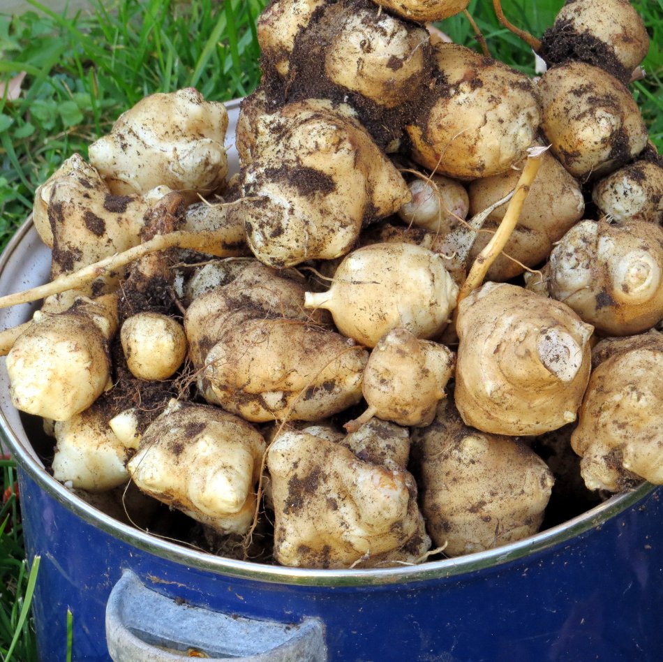 Organic Sunchokes Jerusalem Artichokes Helianthus tuberosus - 5 Bulbs ...