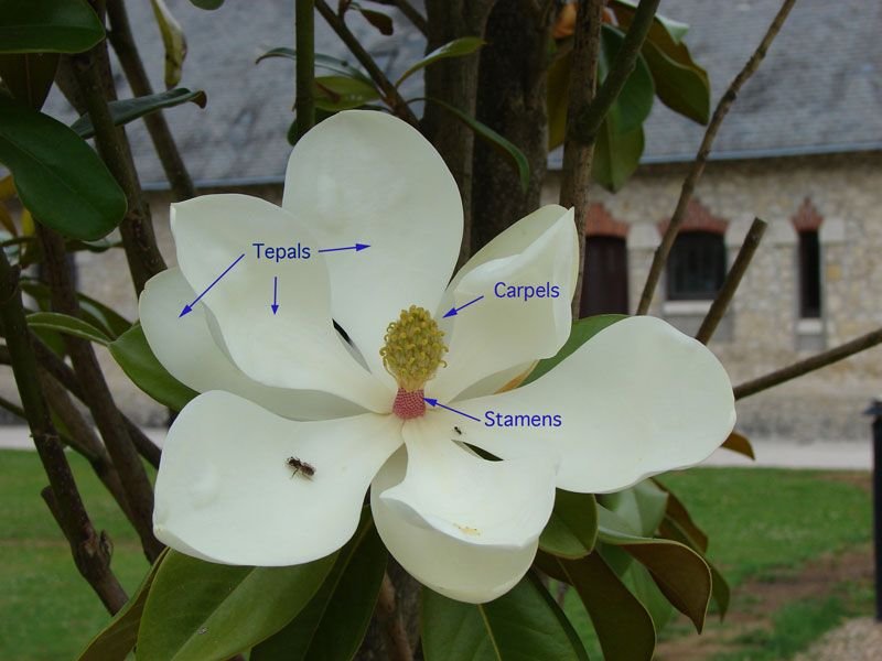 Magnolia Dried Stamen Carpels Dried for Decoration or Craft