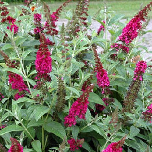 4" pot Buddleia x Miss Molly Butterfly Bush - Sangria Red