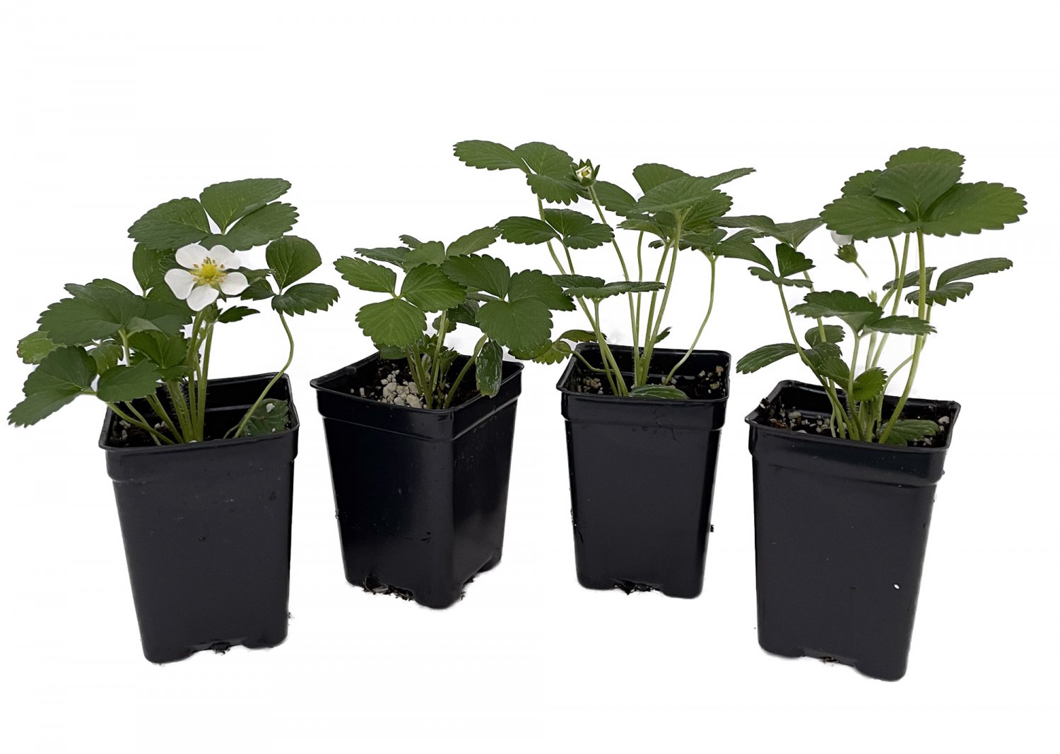 4 Plants 2.5" Pots Delizz Strawberry Fragaria NEW!