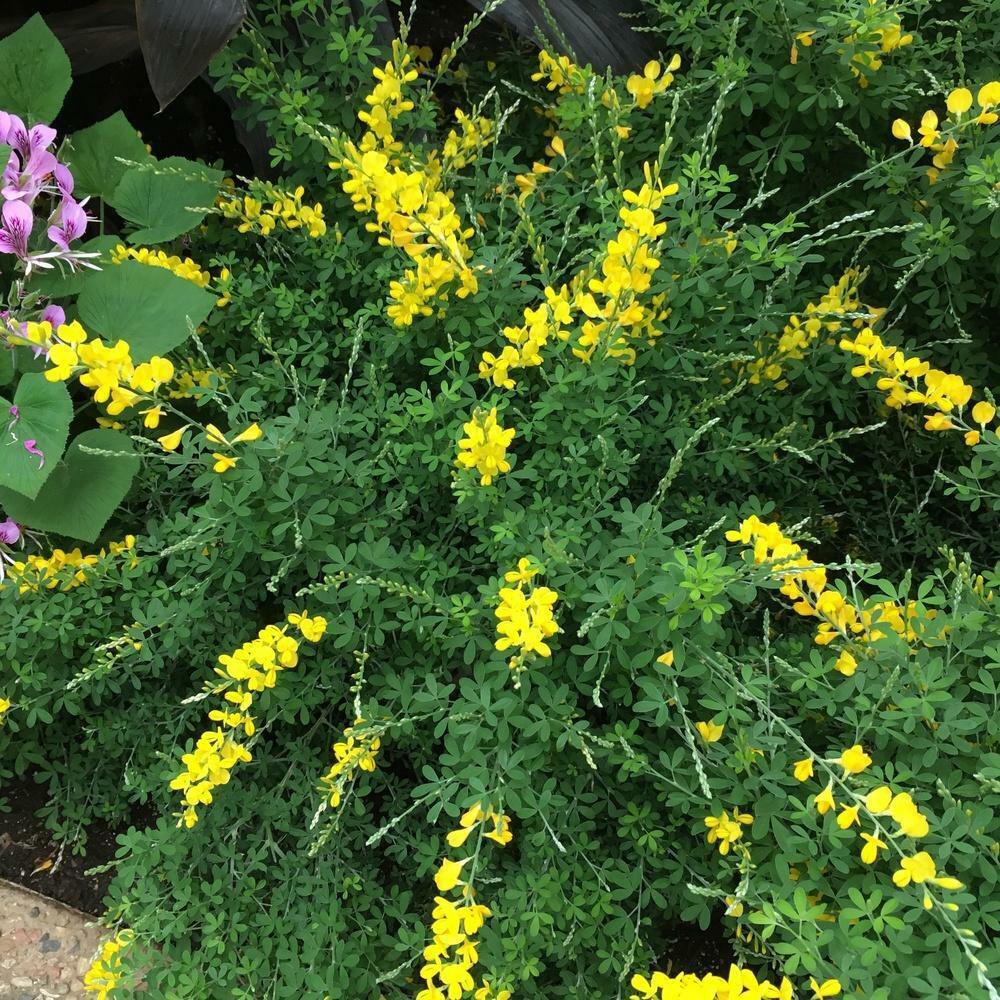 Sweet Broom (Cytisus x spachianus) Live Plants 10-15 inch