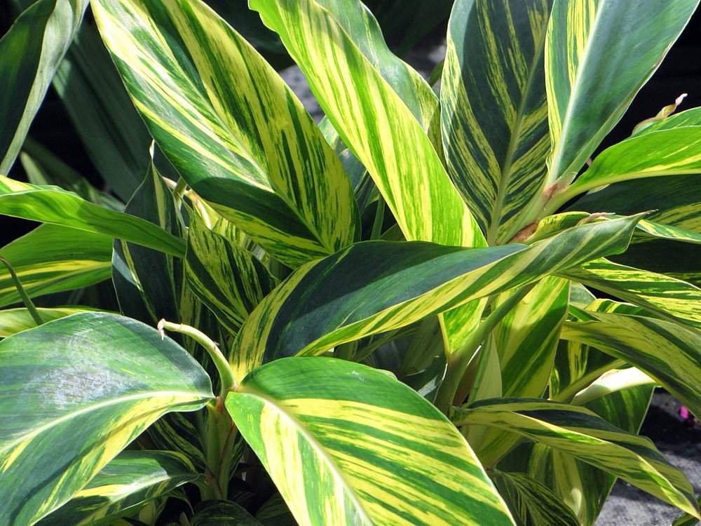 Variegated Ginger Plant - Alpinia zerumbet - Spicy Fragrance/Edible - 4 ...