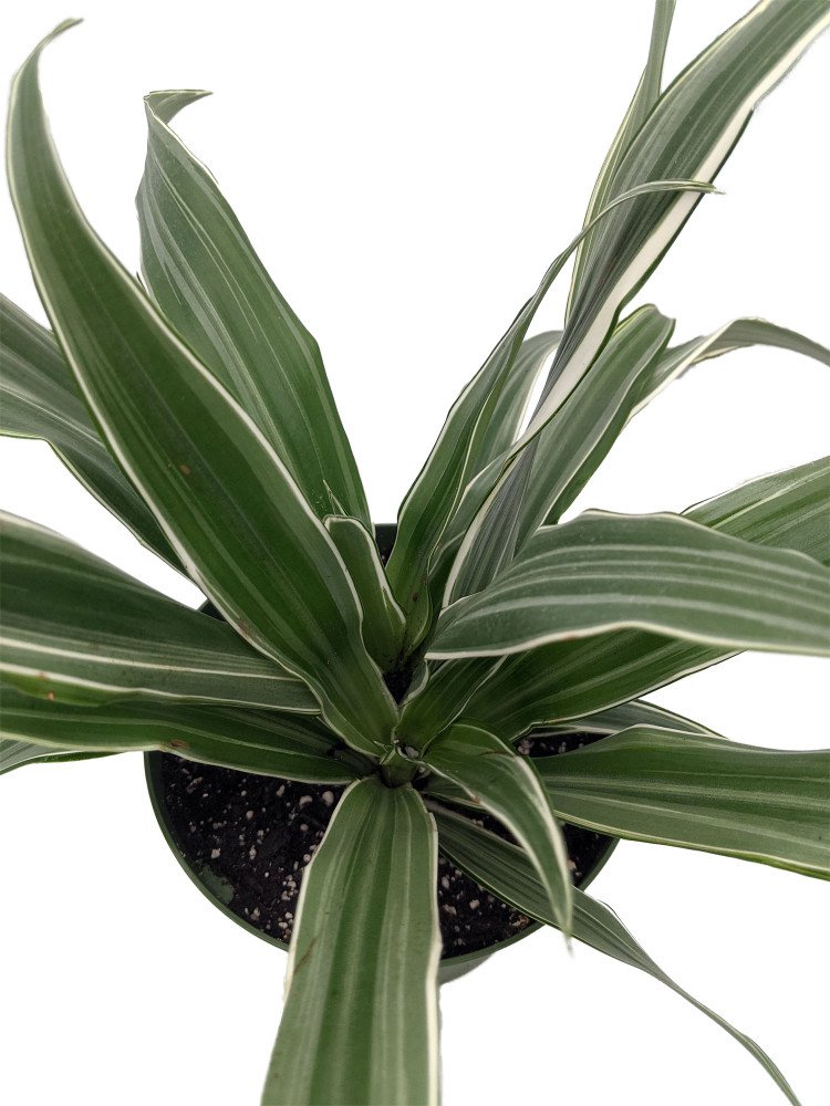 6" Pot - White Stripe Dragon Tree - Dracaena warneckii - Easy to Grow ...