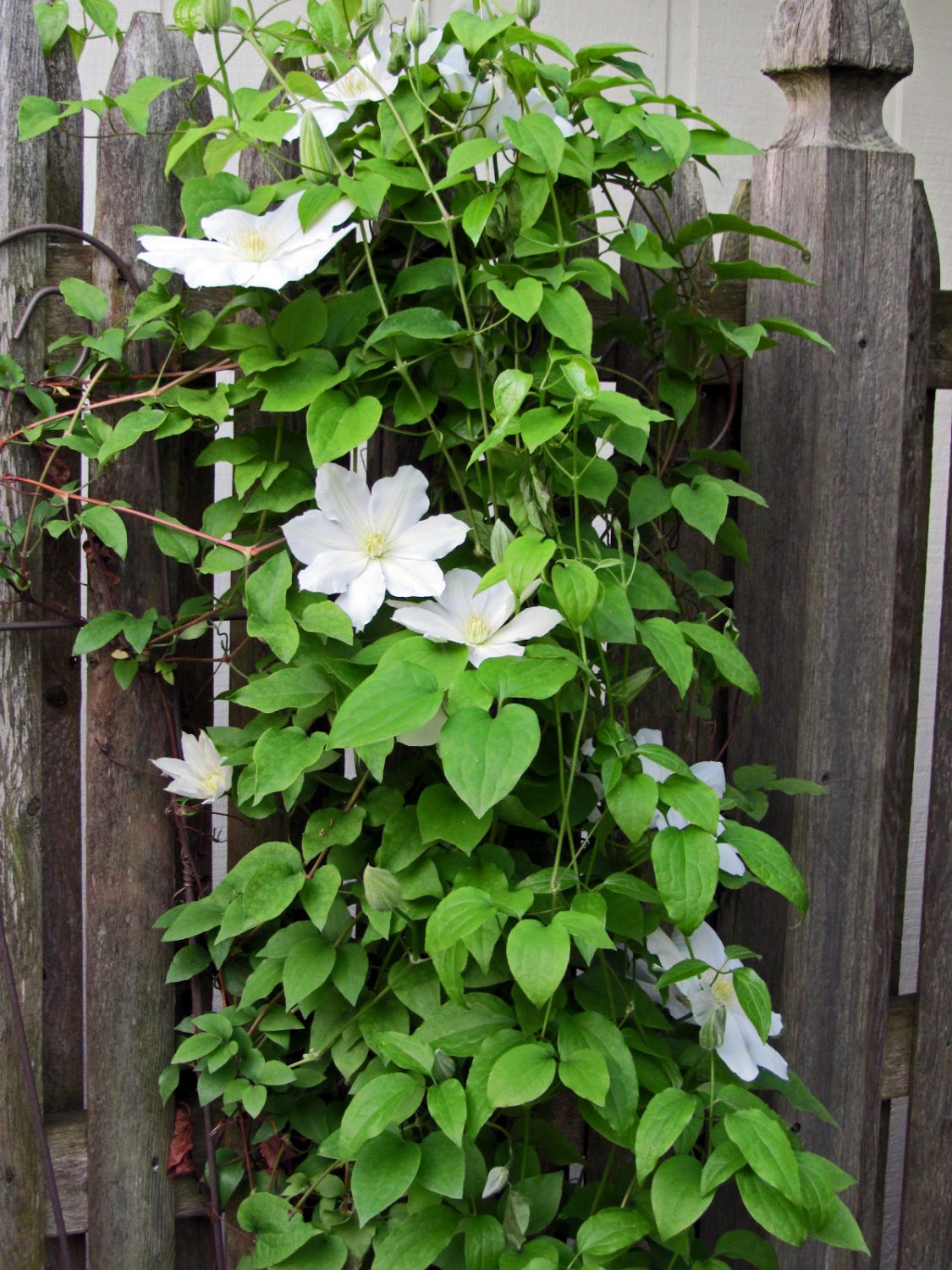 2.5" Pot - Henryi Clematis Vine - Pure White