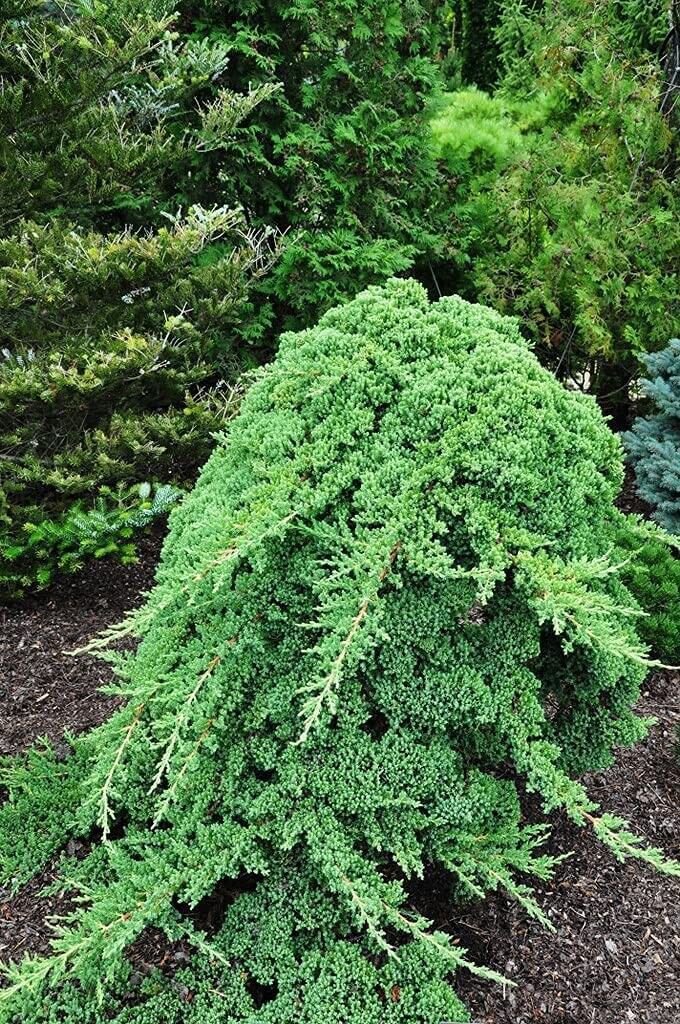 5 Dwarf Japanese Garden Juniper Live 4 Inch Pot Juniperus Procumbens Nana