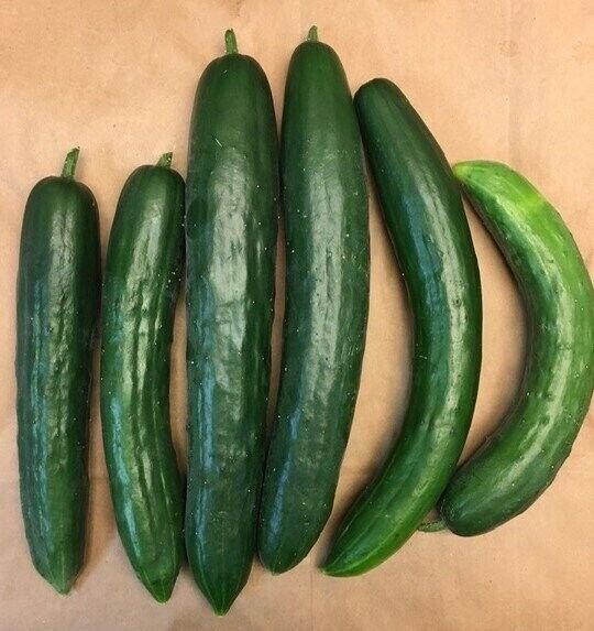 25 Seeds Soarer Cucumber Hybrid Grow Vegetable Garden