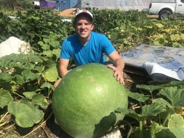15 Giant Bushel Gourd Seeds Up To 100 Pounds Us Garden