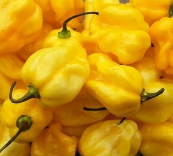 Yellow Habanero Hot Pepper Seeds 30 Caribbean Yellow Salsa