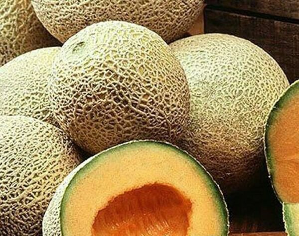 Delicious 51 Cantaloupe Seeds 50 Melon Fruit Summer ing