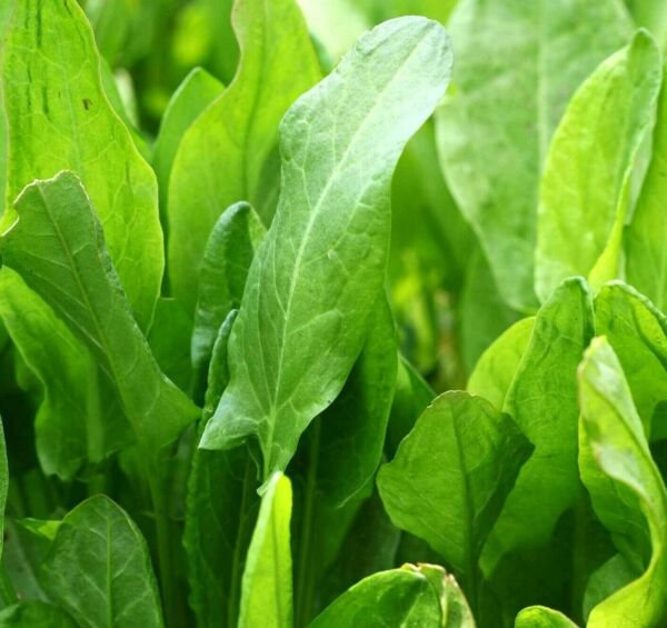 Large Leaf Sorrel Seeds 1000 Perennial Rumex Acetosa Leafy Greens