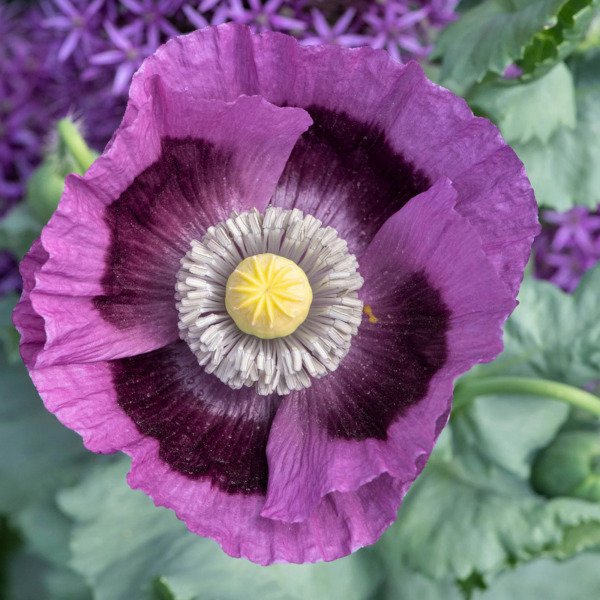 Poppy Hungarian Breadseed Purple Reseeds Baking Huge Pods 1000 Seeds