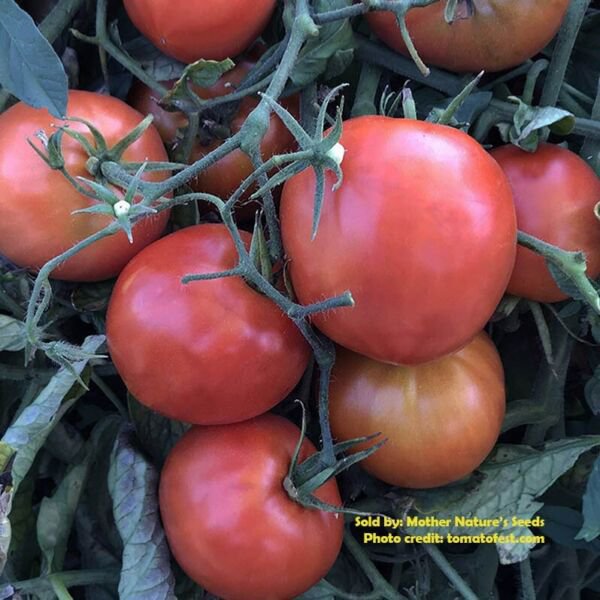 Tomato Pink Passion Dwarf Medium Sweet Organic Indeterminate 20 Seeds