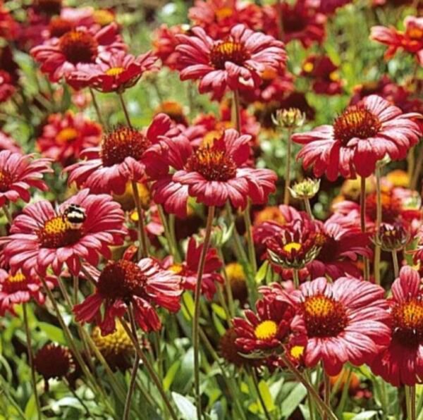 Blanket Flower Burgundy Red Flowers Gaillardia Native 100 Seeds