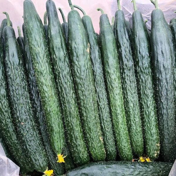 15 Tianjin Tender Spiky Cucumber Seeds Long Burpless Hybrid Cucumber ...