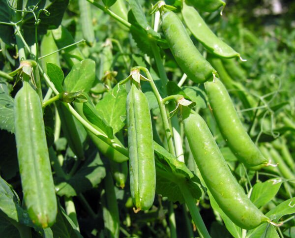 20 Super Sugar Snap Pea Seeds Green Sweet Pea Pea Heirloom Fresh ...