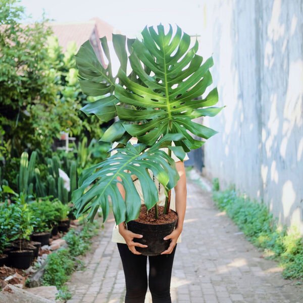 3 Sprouted Monstera Deliciosa Swiss Cheese Plant Seeds Fresh Healthy ...