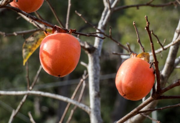 5 Common Persimmon Diospyros Virginian Native Edible Fruit Tree Seeds ...