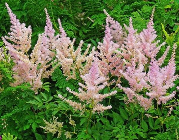 Sprite Pink Astilbe False Spirea Live Plant 1 Qt Fresh Healthy Indoor ...