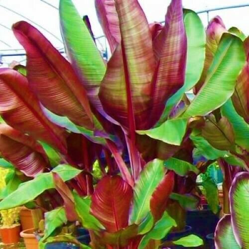 **Red Abyssinian**Ensete Maurelii**Aka False Red Tropical Musa Banana ...