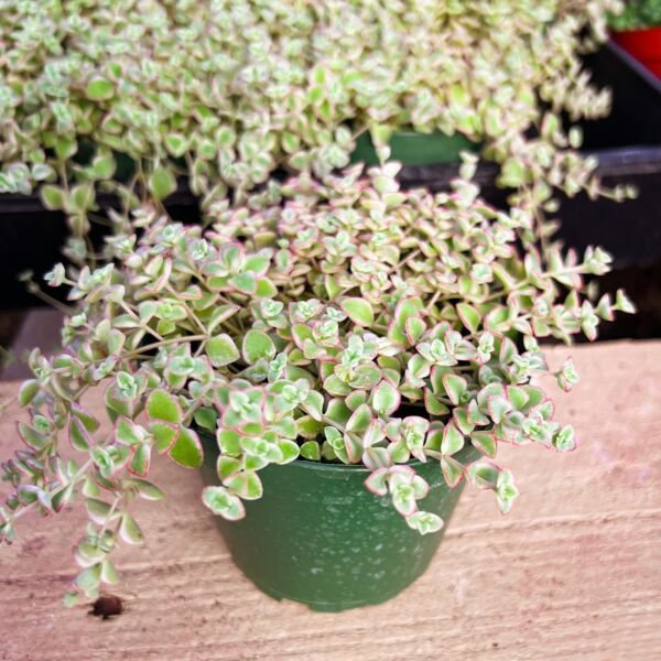 Crassula Sedum Little Missy Succulent Plant Fully Rooted In 4 Inch Planter Pot Fresh Healthy Indoor