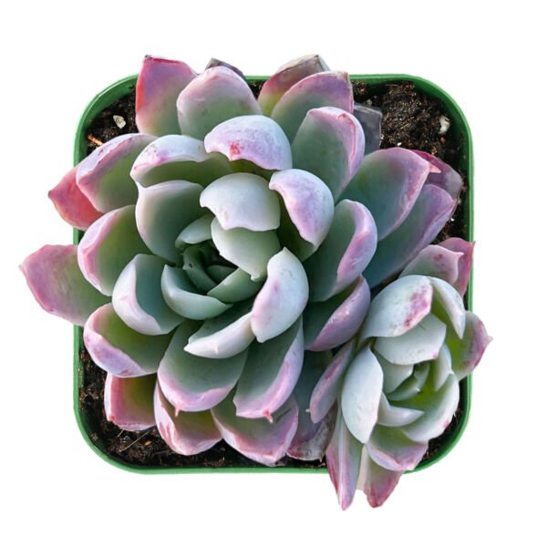 Live Echeveria Violet Queen Succulent Plant Fully Rooted In 2 Inch ...