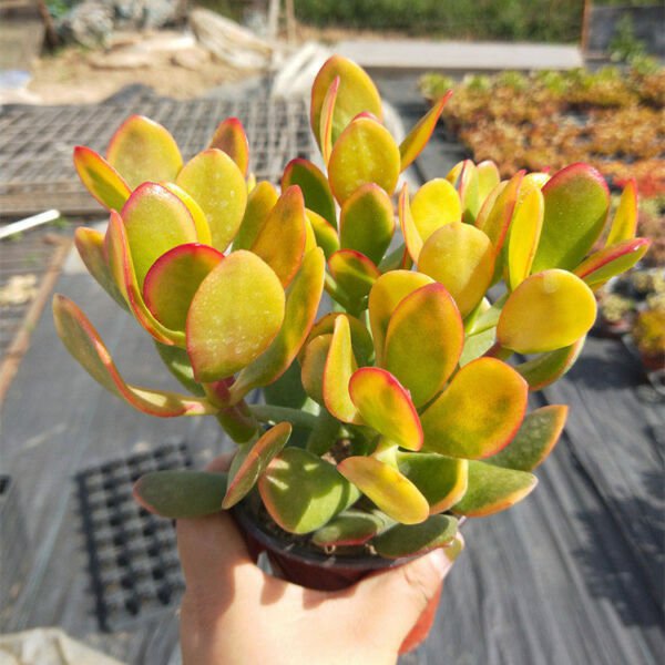 Crassula Ovata ‘Hummel’S Sunset’ Golden Jade Tree 8”10” Rooted In 2 ...
