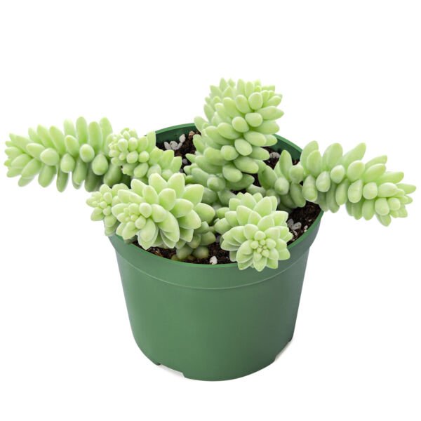 Burros Tail Donkeys Tail Sedum Morganianum Succulents Rooted In 4 Plant ...