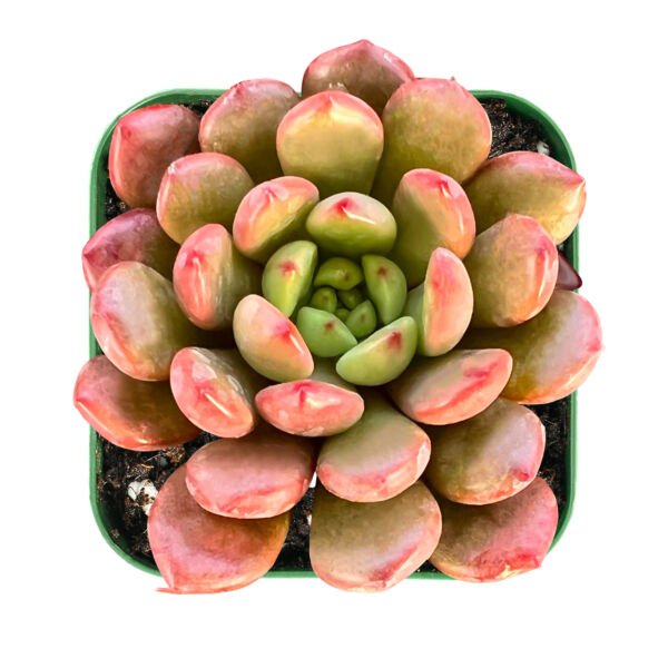 Live Echeveria Sedeveria Pink Ruby Succulent Plant Rooted In 2 Inch Plant Pot Fresh Healthy Indoor O