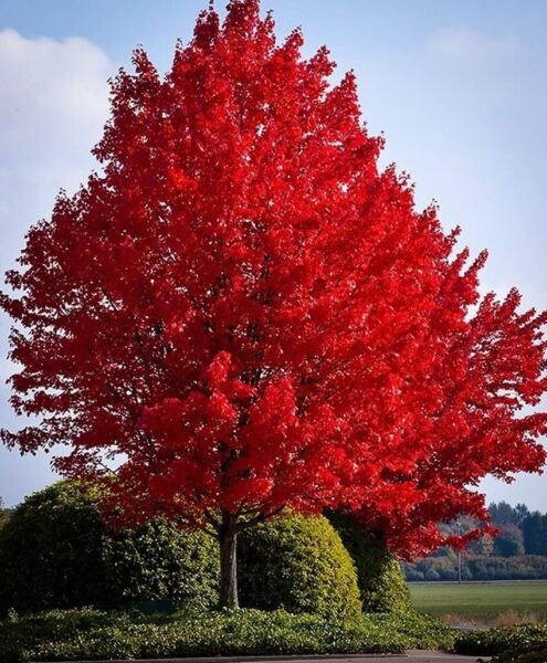 Red Maple Tree Seedling 4-8" Potted Fast Growing Trees Zone 4-8 Fall ...