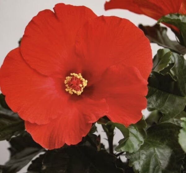 Hibiscus Rosa Sinensis Tortuga Wind Red Dark Leaf 16-8” Live Flower ...