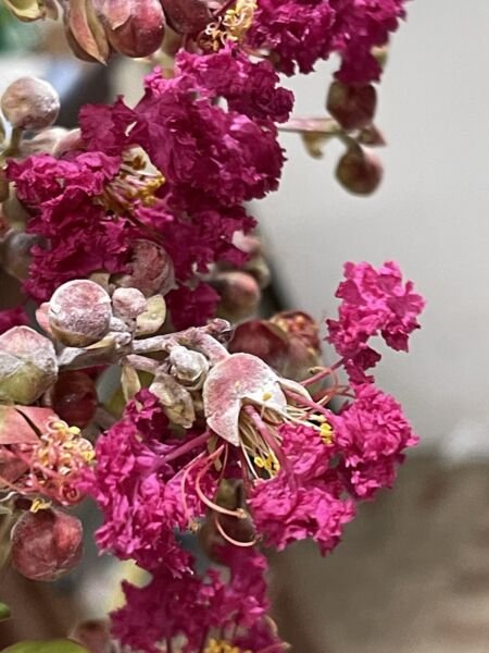 Lagerstroemia Indica Hot Pink Crepe Myrtle 7 6” Live Unrooted Tree ...