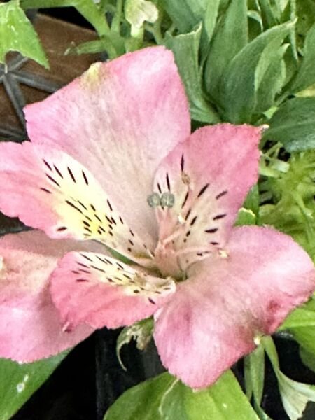 Alstroemeria Pink Diamond Peruvian Princess Lily Inca 3 Tubers W ...