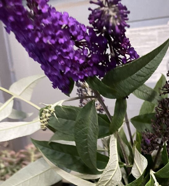 Buddleja Davidii Purple Butterfly Bush 7 12” Live Plant Cuttings To ...