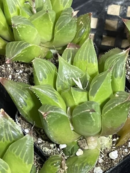Succulent Haworthia Retusa Cathedral Window -1 1-2” Wide Live Rooted ...