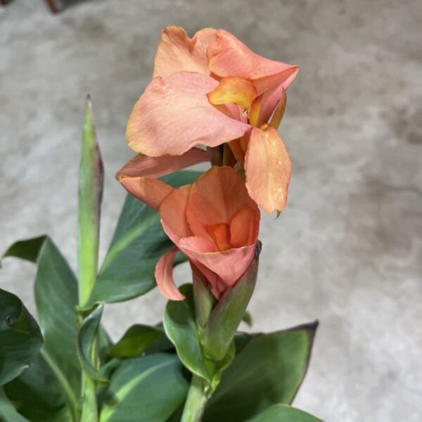 Canna Lily Tropical Sunrise Live Plants By Size Bulbs Apricot Peach ...