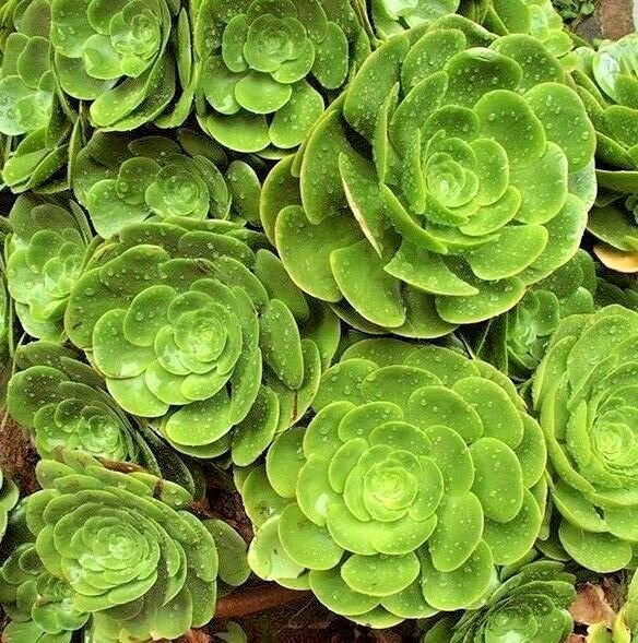 Succulent Aeonium Arboreum Irish Rose Rosettes Cuttings Plants Bouquets ...