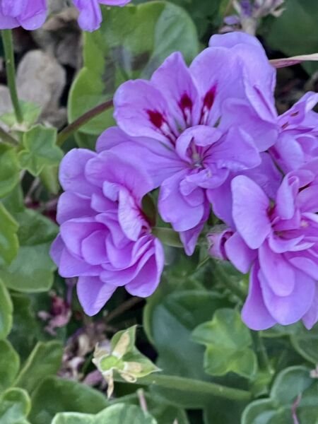 Pelargonium Peltatum Ivy Geranium Purple Blue Lavender 36" Unrooted ...