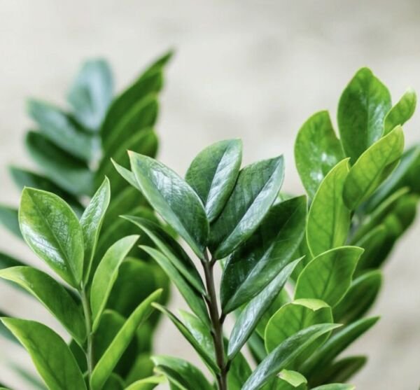 Houseplant Zamioculcas Zamiifolia 1 8-12” Live Zz/Zuzu/Aroid Palm ...