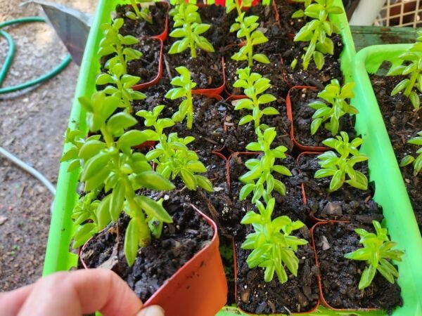 Taco Plant, Peperomia Axillaris 1 Rooted Plant Indoor Outdoor Garden