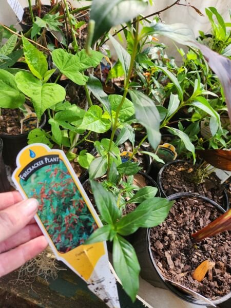 Firecracker Plant Indoor Outdoor Garden
