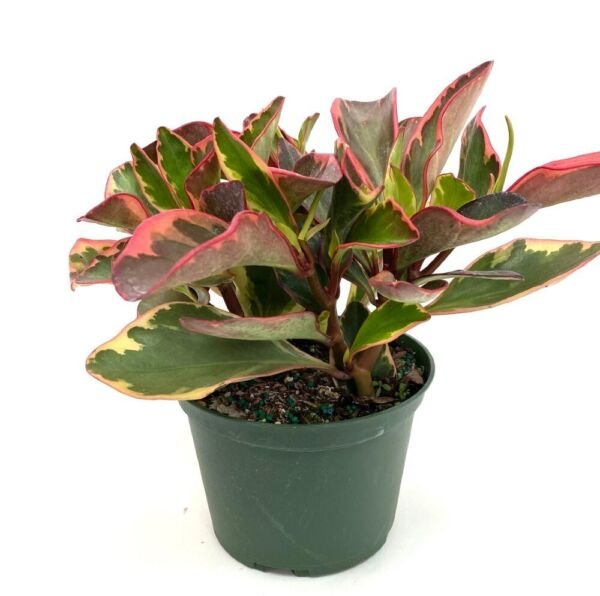 Peperomia Ginny Rainbow Semi Succulent Easy To Grows Live Plant 2.5 ...