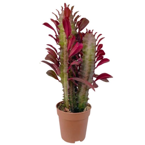 Euphorbia Royal Red Trigona African Milk Tree Easy To Grow Homelive ...