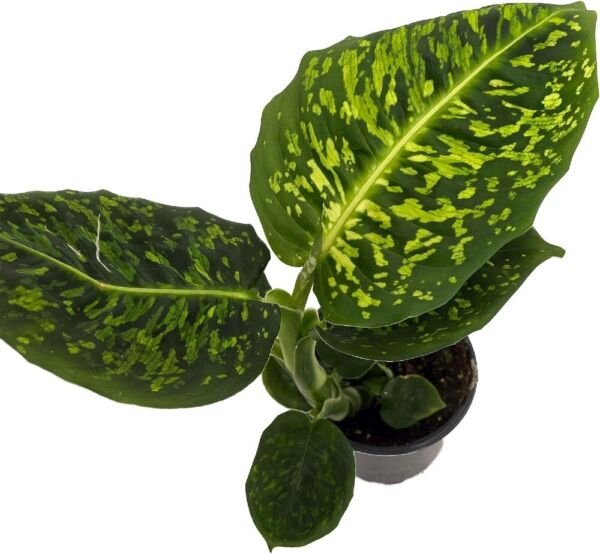 Dieffenbachia Reflector Exotic Easy To Grow Colorful Live Plant 4" Pot ...