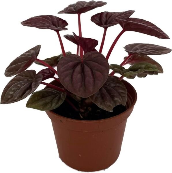 Caperatas Schumi Peperomia Red Ripple Easy To Grows S Live Plant 2.5 ...