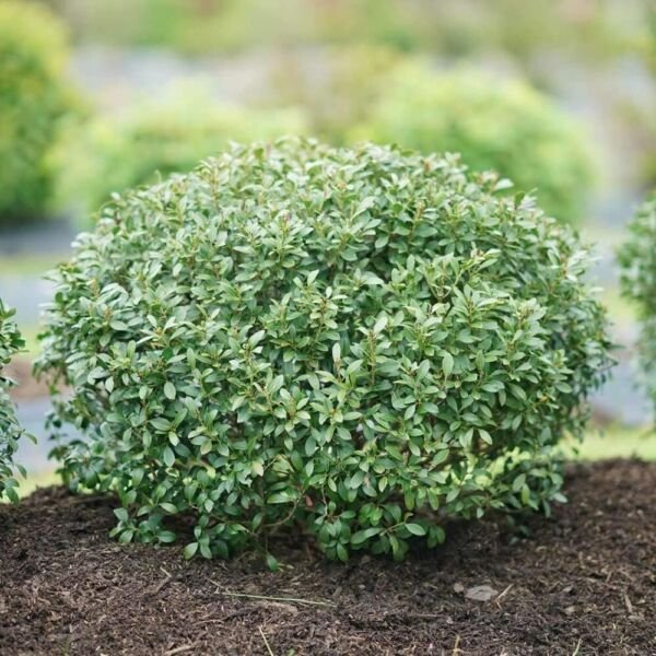 Inkberrys Strongbox Holly Glabras Well Branched White S Live Plant 4 ...