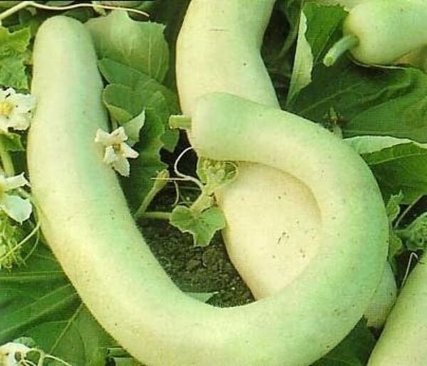 Cucuzzi Hercules Squash Veggie War Gourd Thick Tender Creamy White ...
