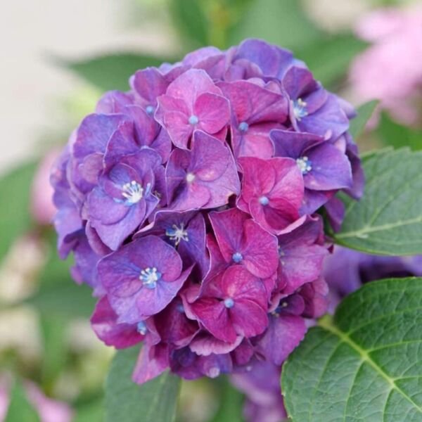Hydrangea Grumpy Beautiful Wee Bigleaf Handsome Appeal Live Plant 4 ...